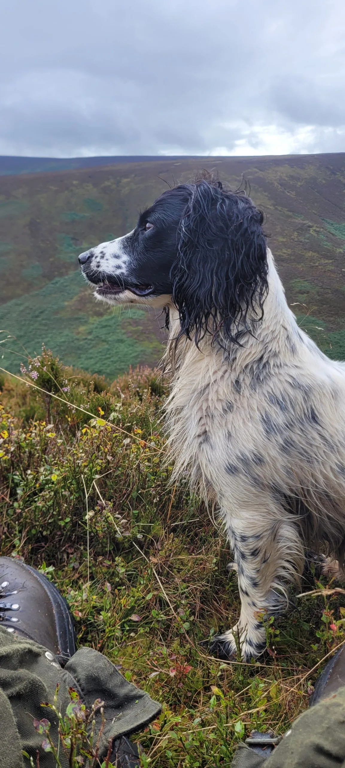 Working cocker spaniel pups | Working Spaniel