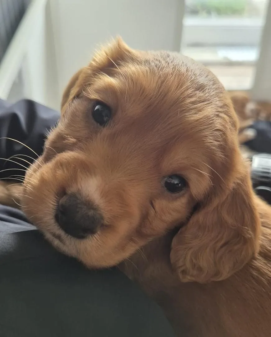 Working cocker spaniel pups | Working Spaniel