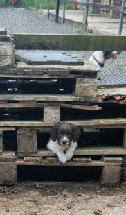 Working Spaniel